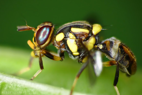 Papaya fruit fly | Project Noah
