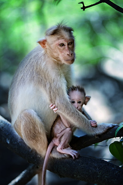 monkeys | Project Noah