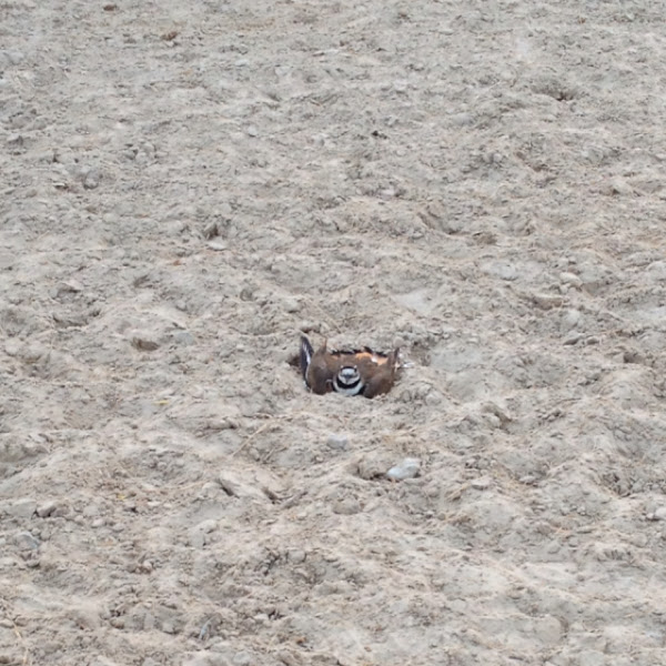 Killdeer | Project Noah