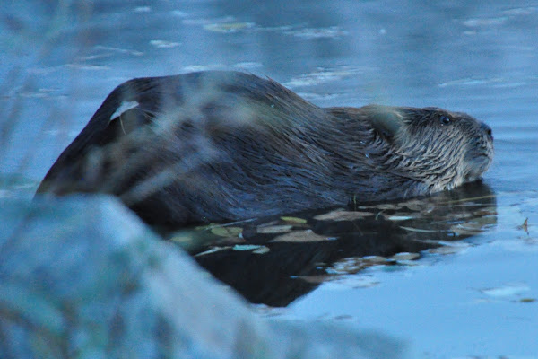 North American Beaver | Project Noah