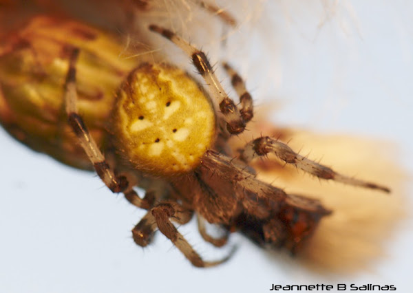 Four-spot orb-weaver | Project Noah