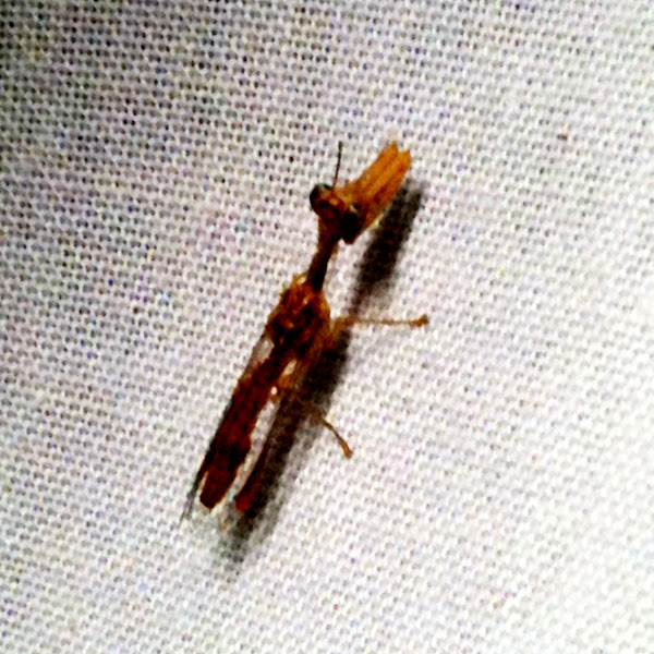 mantis lacewing | Project Noah