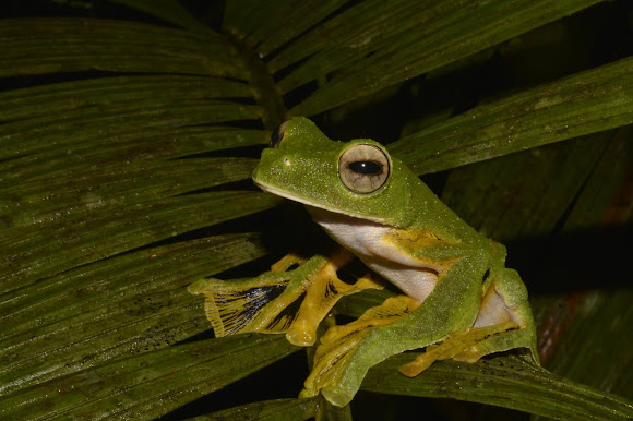 Wallace's Flying Frog | Project Noah
