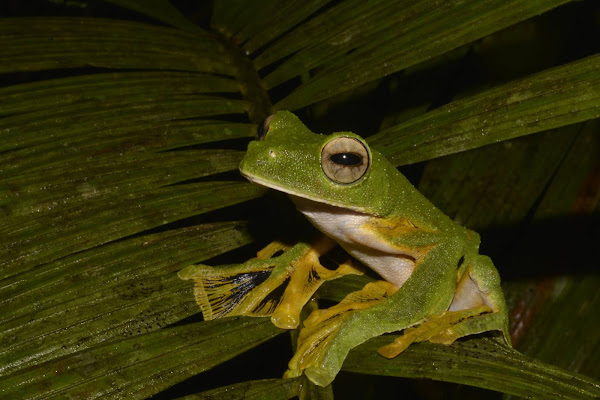 Wallace's Flying Frog | Project Noah