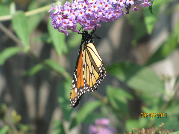 Monarch butterfly | Project Noah
