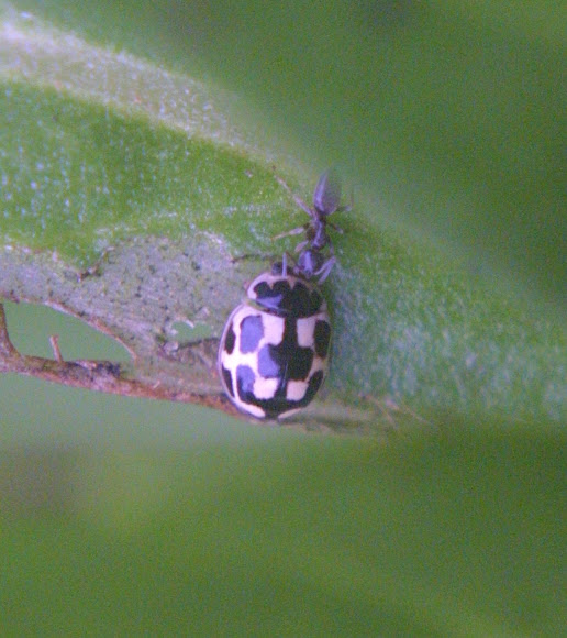 Fourteen-spotted Lady Beetle | Project Noah
