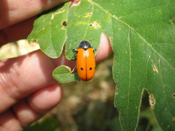 Clytra sexpunctata | Project Noah