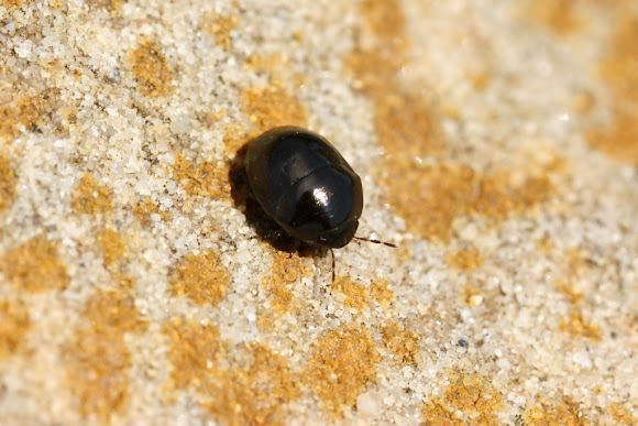 Black Bug | Project Noah