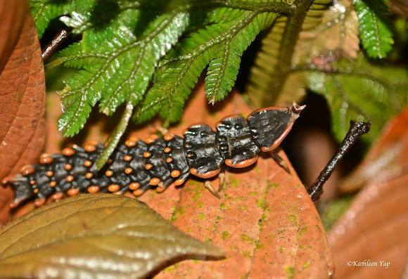 Trilobite beetle | Project Noah