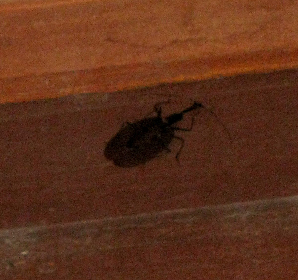 Violin Beetle | Project Noah