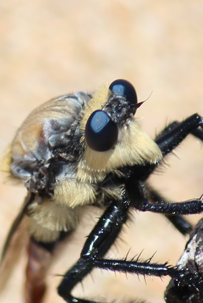 Giant Yellow Robber Fly | Project Noah