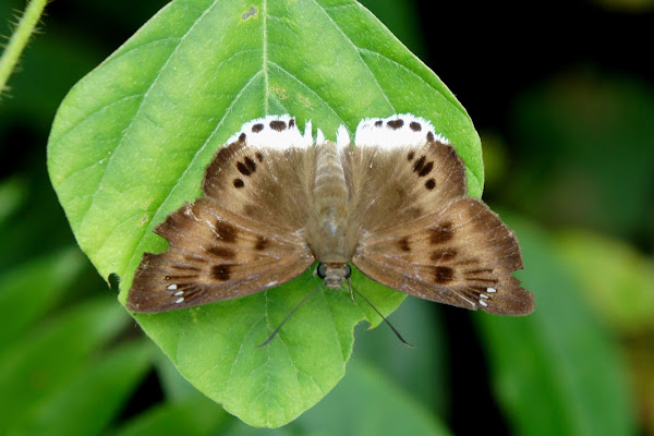 Pied Flat or Common Snow Flat | Project Noah