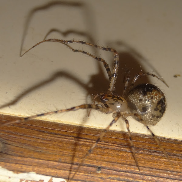 Pirate spider | Project Noah