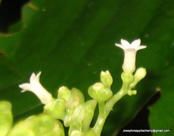 Mongoose Plant | Project Noah