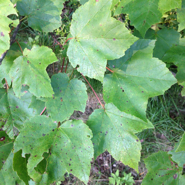 Red Maple | Project Noah