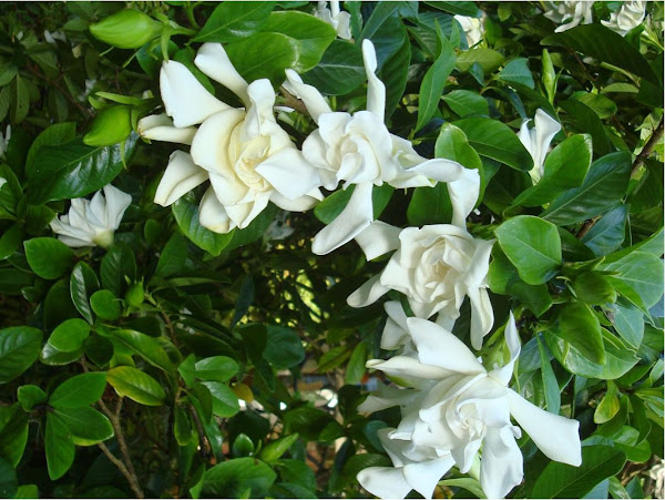 Gardenia, Miami Supreme | Project Noah