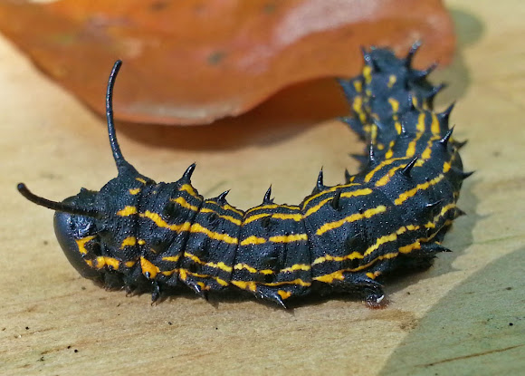 Yellow Striped Oakworm | Project Noah