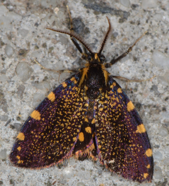 Lichen Case Moth (male) | Project Noah