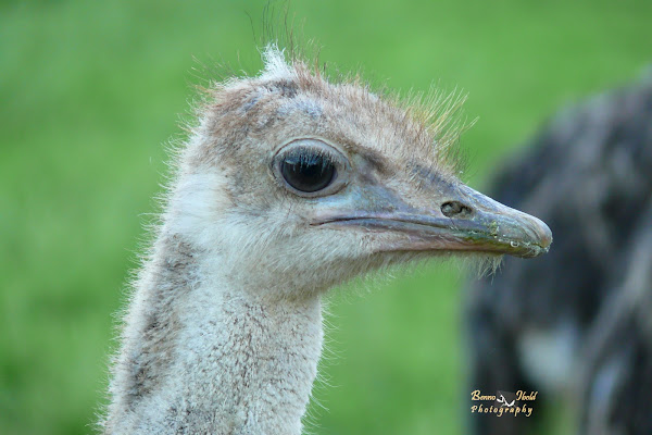 Common Ostric | Project Noah