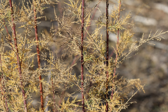 Tamarisk, Salt Cedar | Project Noah
