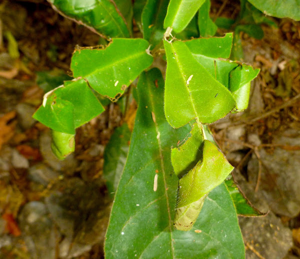 Rolled Leaves of a Leaf Rolling Weevil | Project Noah
