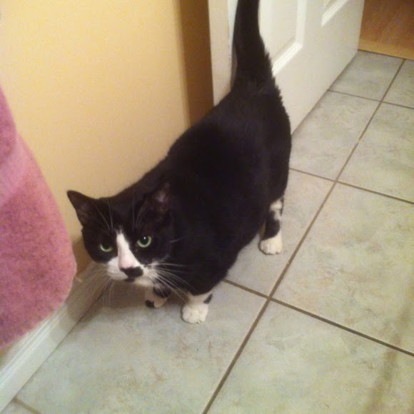 Bicolor cat aka Tuxedo | Project Noah