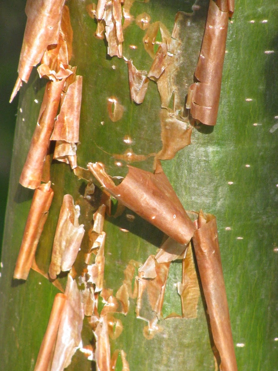 Gumbo Limbo Tree | Project Noah
