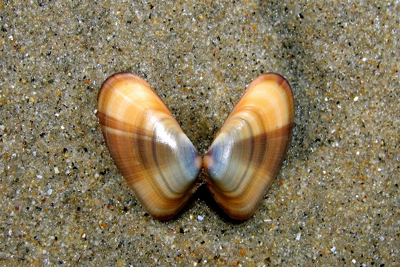 Bean Clam | Project Noah