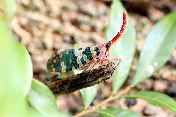 Pyrops candelarius (龍眼雞) | Project Noah