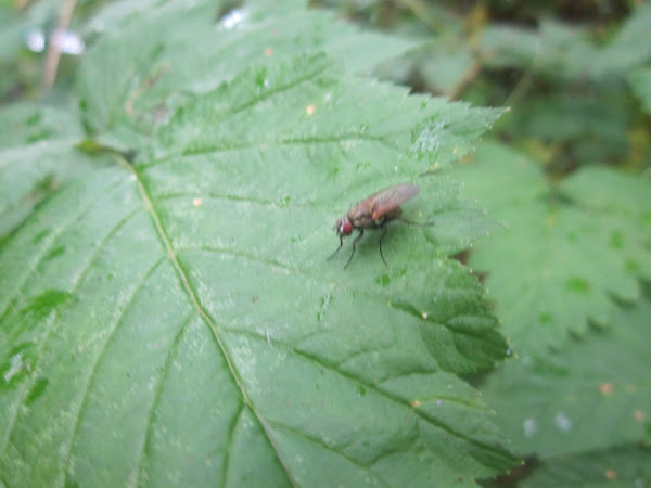 House Fly | Project Noah