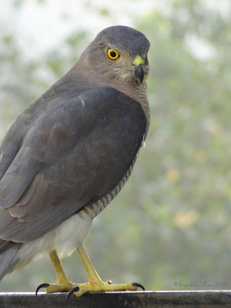 Little Banded Goshawk or Shikra | Project Noah