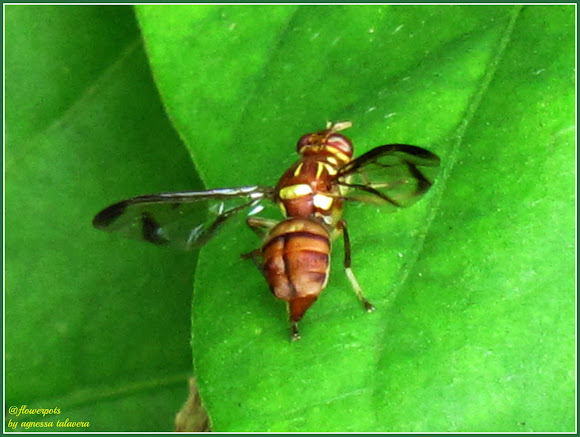 Melon Fruit Fly | Project Noah