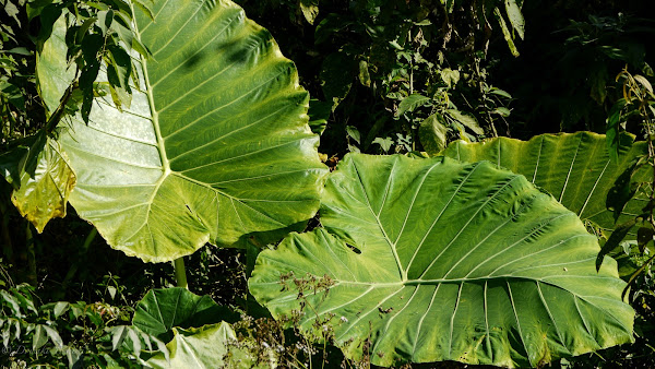 Giant upright elephant ear | Project Noah