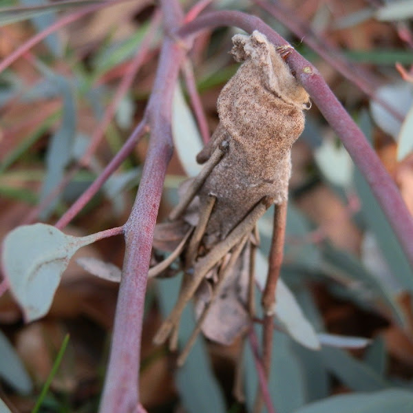 Less-stick Case Moth larva | Project Noah