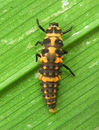 Pink Spotted Lady Beetle Larva | Project Noah