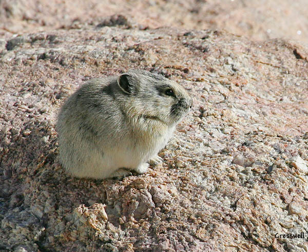 American Pika | Project Noah
