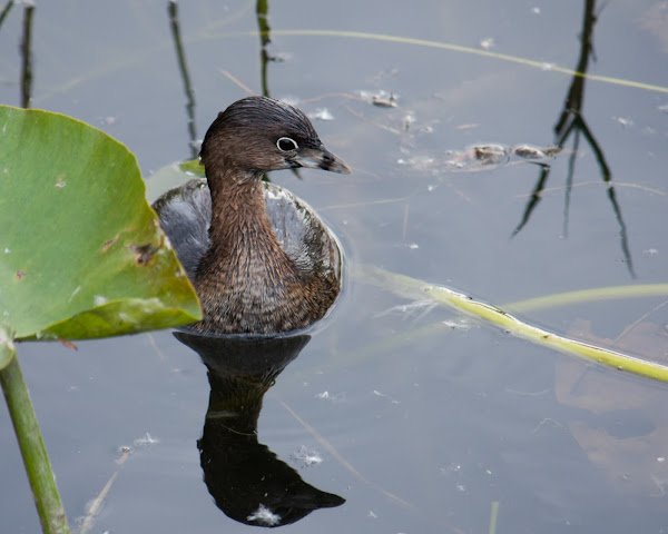 Pied-billed Grebe | Project Noah