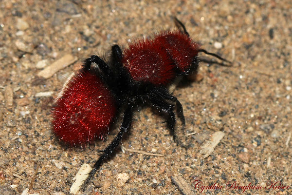 Red Velvet Ant | Project Noah