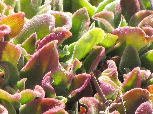 Crystalline Ice Plant | Project Noah