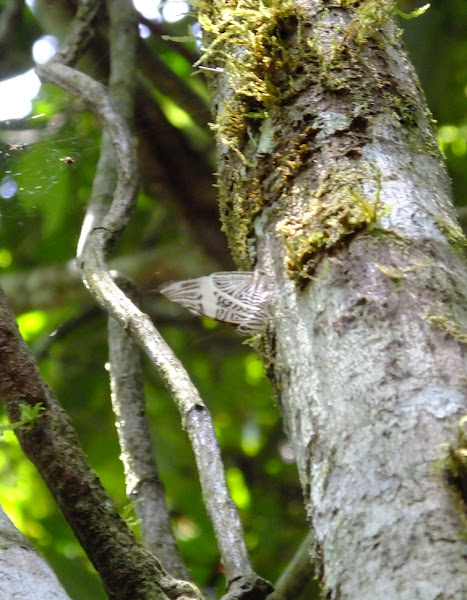 dirce beauty | Project Noah