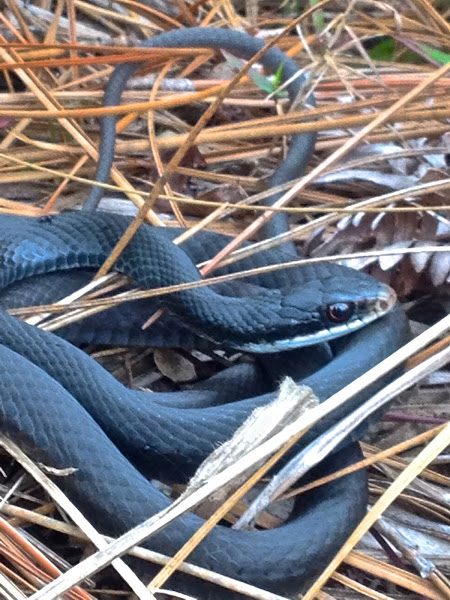 Southern Black Racer | Project Noah