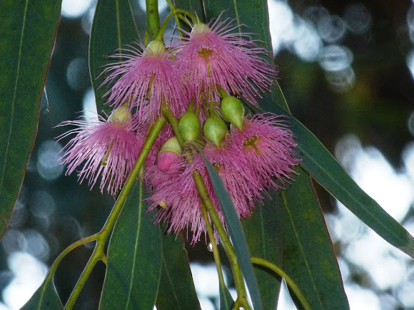 Eucalyptus flowers(Mugga red iron bark)) bark | Project Noah