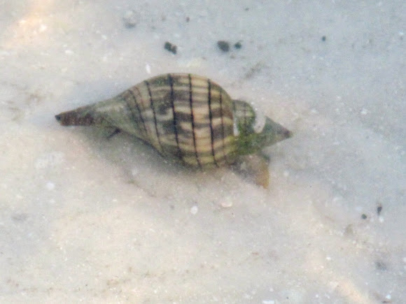 Banded Tulip | Project Noah