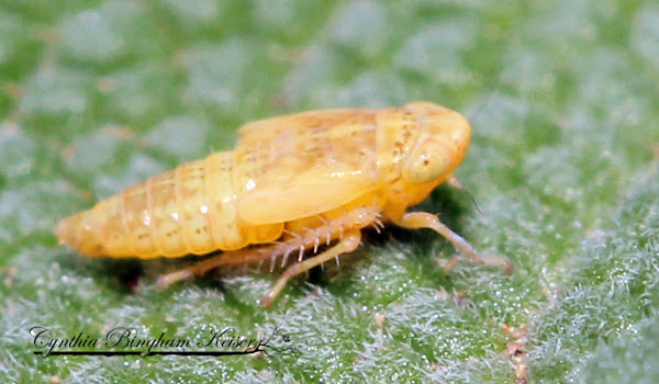 Leafhopper nymph | Project Noah