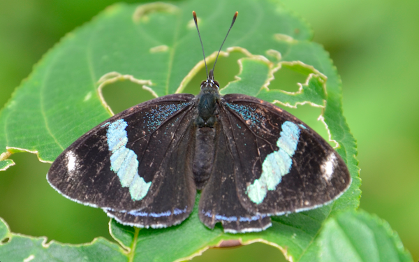 Mariposa 88 | Project Noah