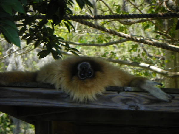White Handed Gibbon | Project Noah