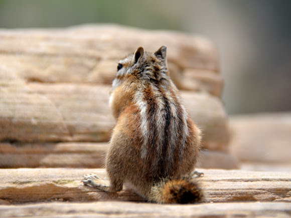 Uinta chipmunk | Project Noah