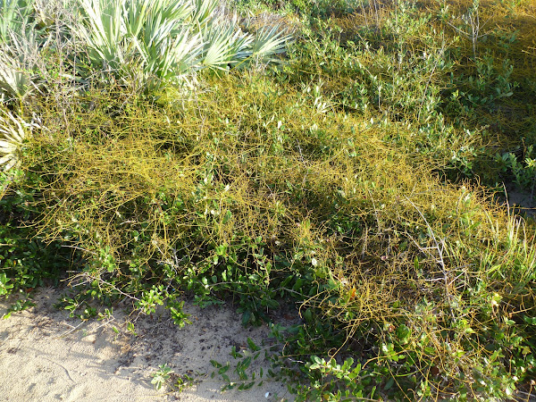 Dodder (love vine) | Project Noah