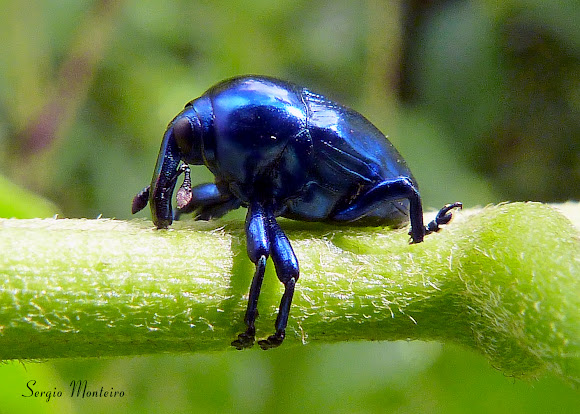Metalic blue weevil | Project Noah