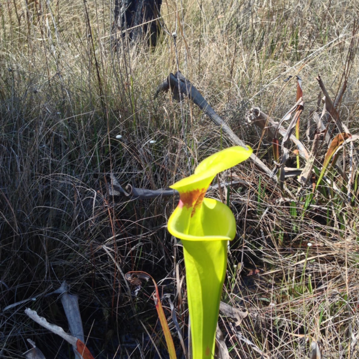 Pitcher plant | Project Noah